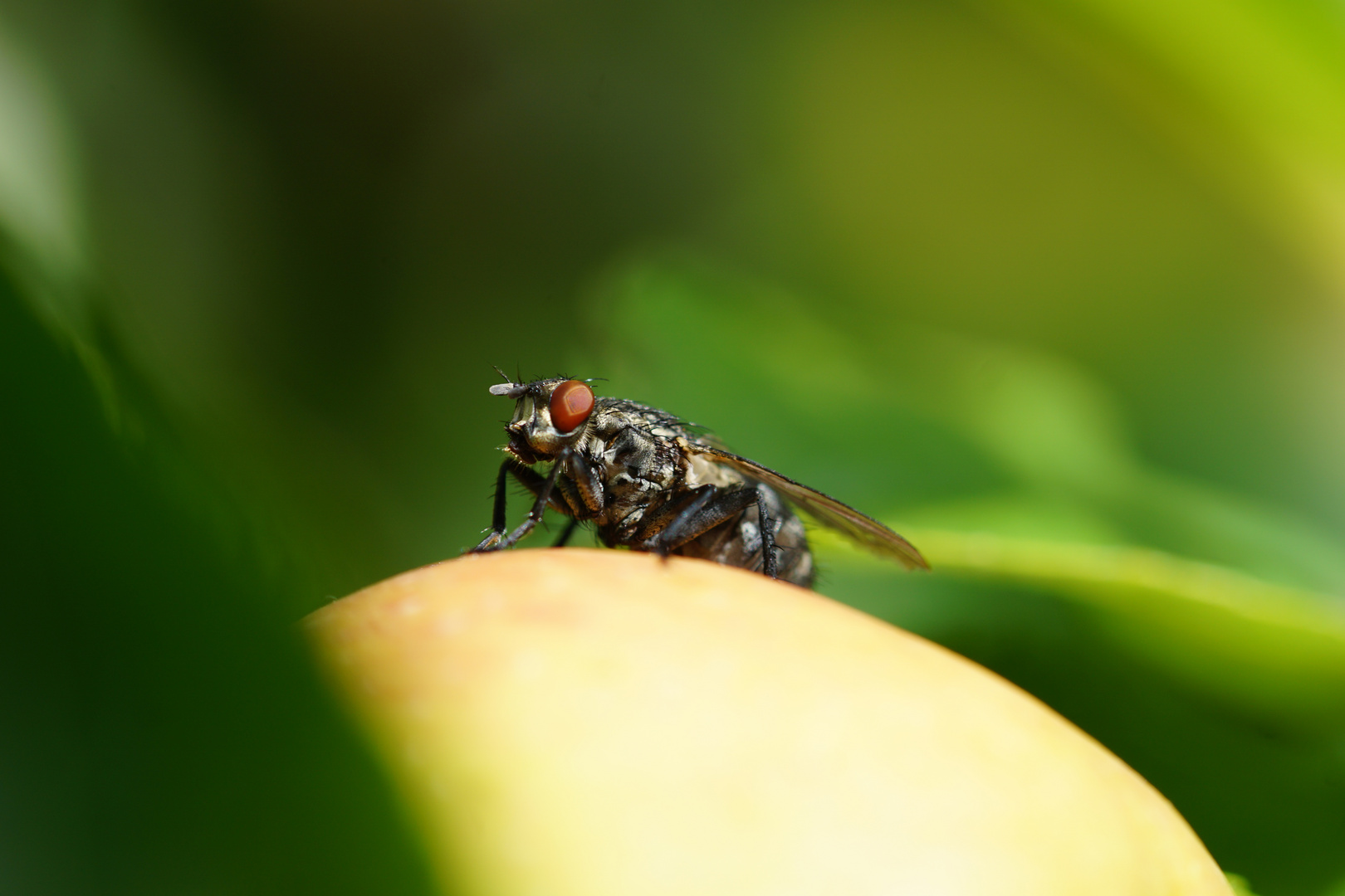 Die Fliege Foto & Bild | tiere, wildlife, insekten Bilder auf fotocommunity