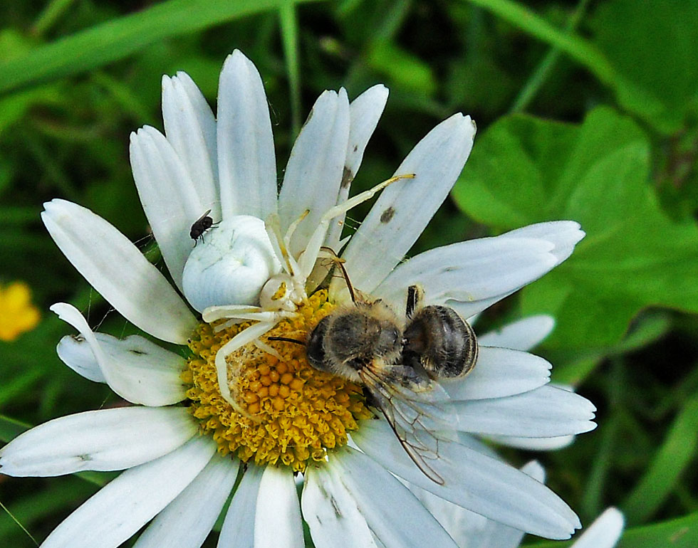 die Fliege spielt mit ihrem Leben... Foto & Bild | natur, tiere ...
