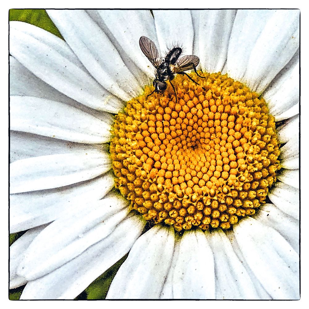 DIE FLIEGE WOLLTE AUCH MAL.... Foto & Bild | tiere, wildlife, insekten ...