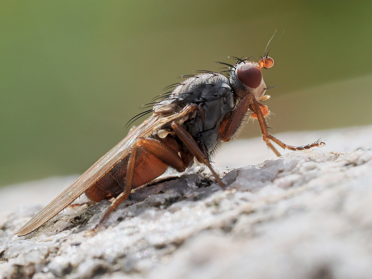 Die Fliegen fliegen Foto & Bild | nah- & makro, tiere, wildlife Bilder ...