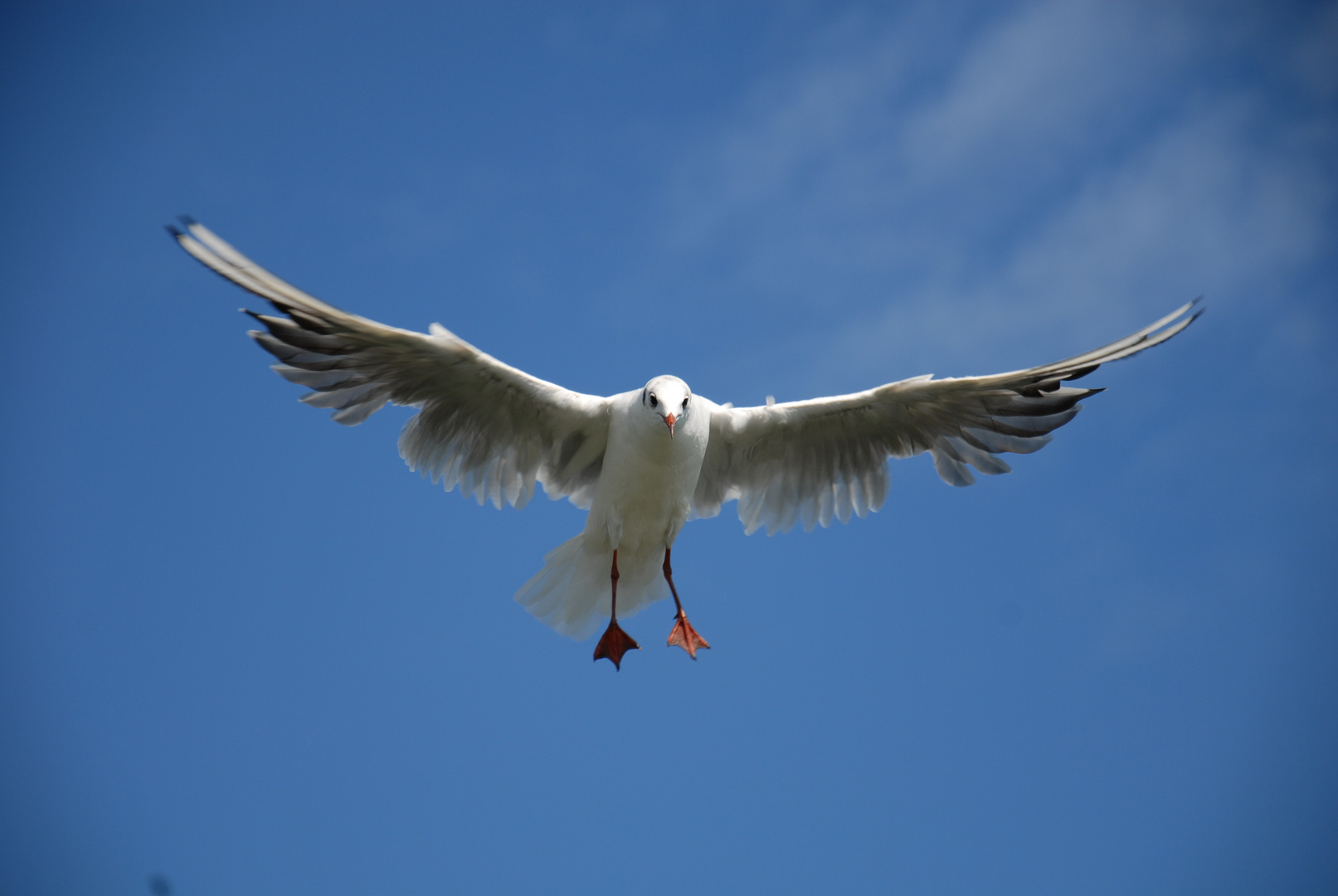 Die fliegende Möwe Foto & Bild | tiere, wildlife, wild lebende vögel ...