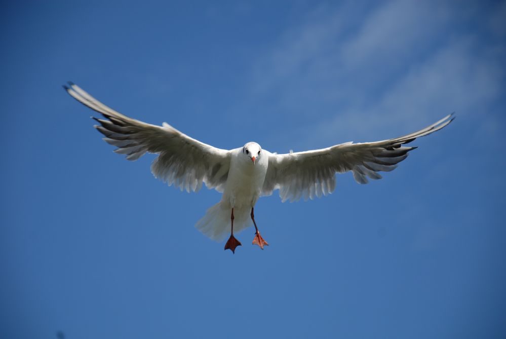 Die fliegende Möwe Foto & Bild | tiere, wildlife, wild lebende vögel ...