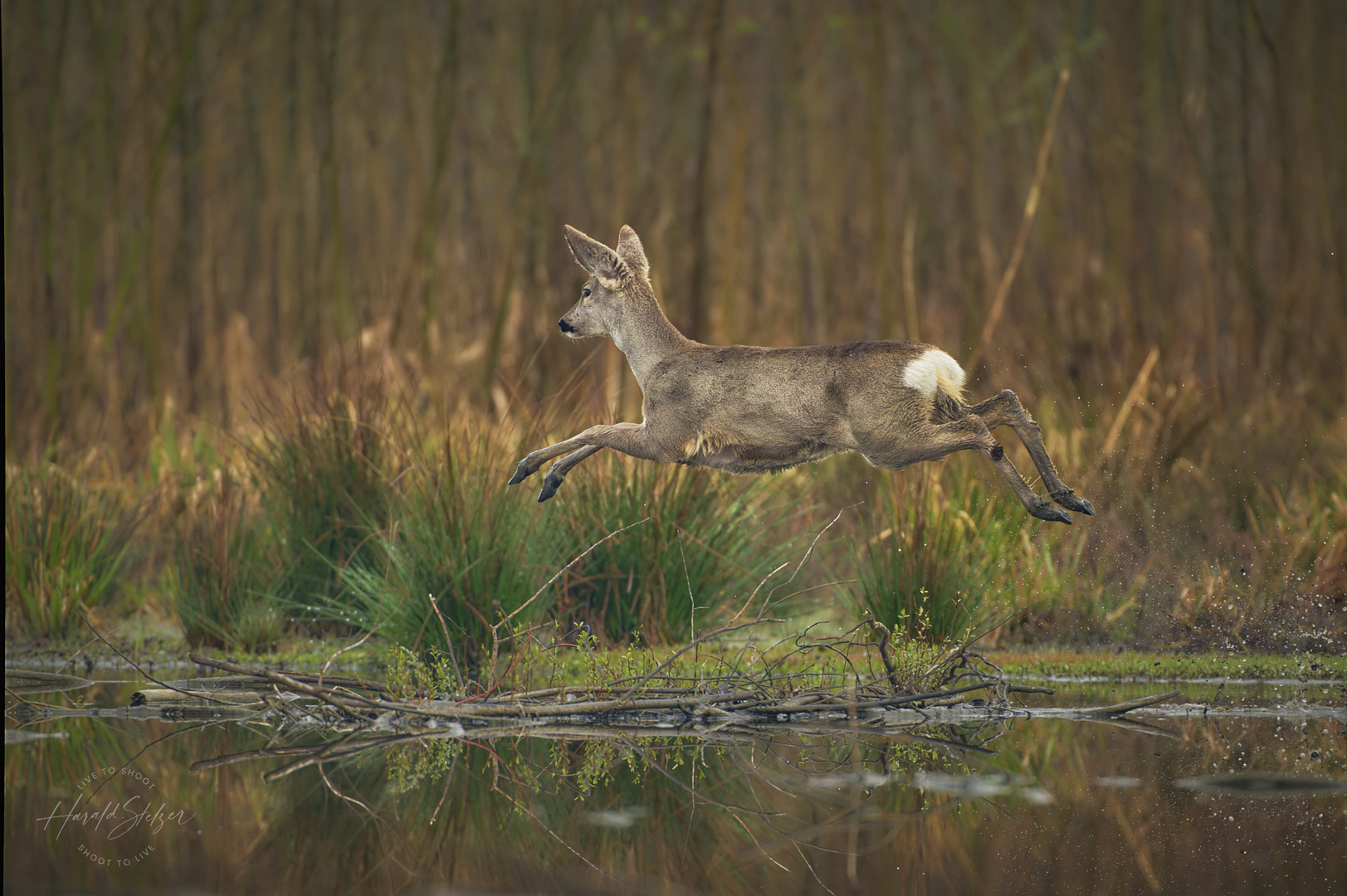 Die fliegende Ricke Foto & Bild | tiere, wildlife, säugetiere Bilder ...
