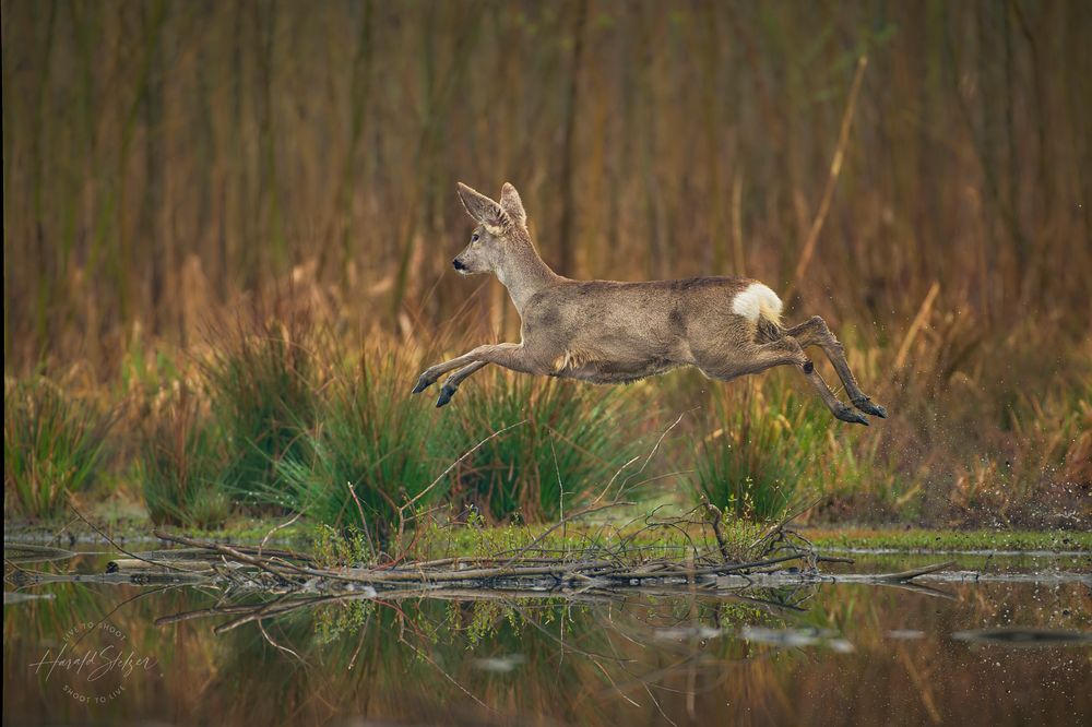 Die fliegende Ricke Foto & Bild | tiere, wildlife, säugetiere Bilder ...