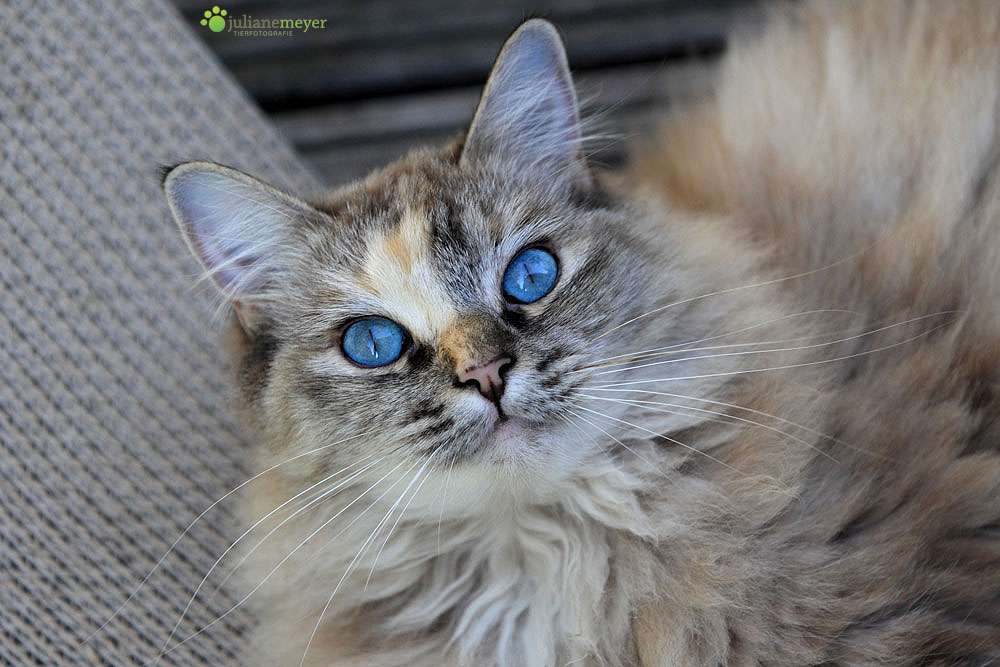 Die Fluse Foto & Bild | tiere, haustiere, katzen Bilder auf fotocommunity