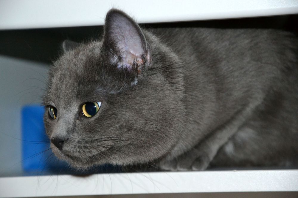 Die freche Bella Foto & Bild | tiere, haustiere, katzen Bilder auf ...