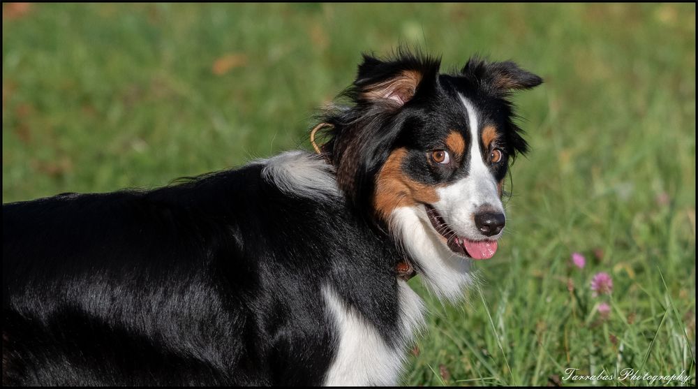 Die freche Kira Foto & Bild | tiere, haustiere, hunde Bilder auf ...