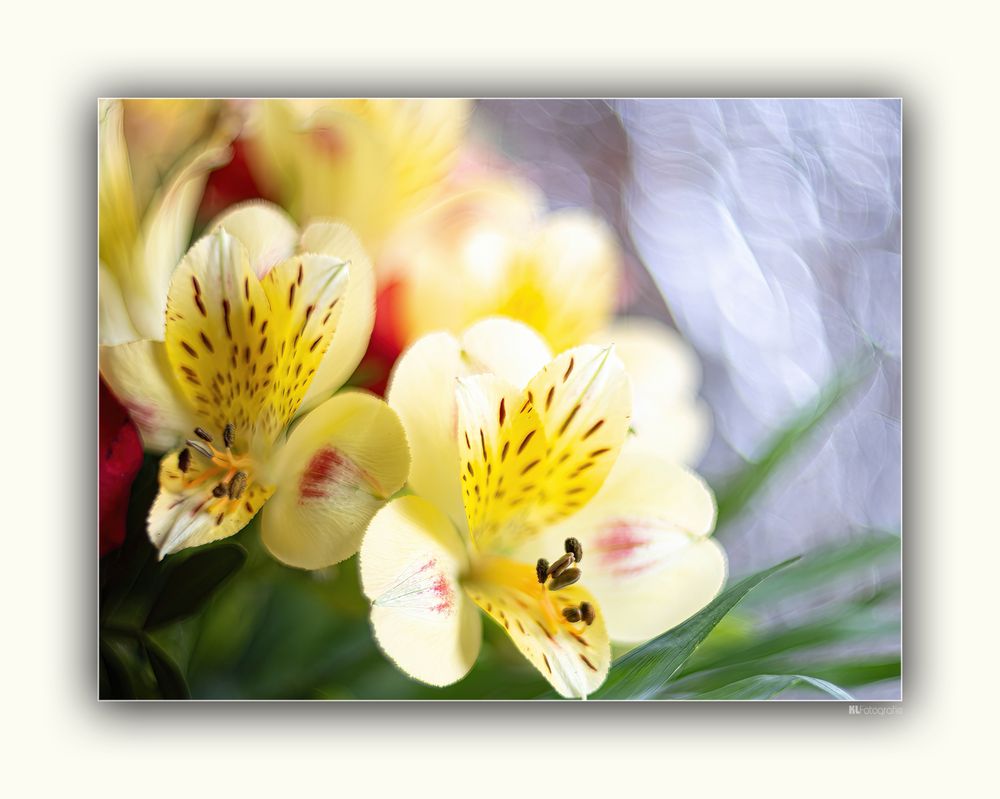 Die Fresien... Foto & Bild | spezial, natur, bokeh Bilder auf fotocommunity