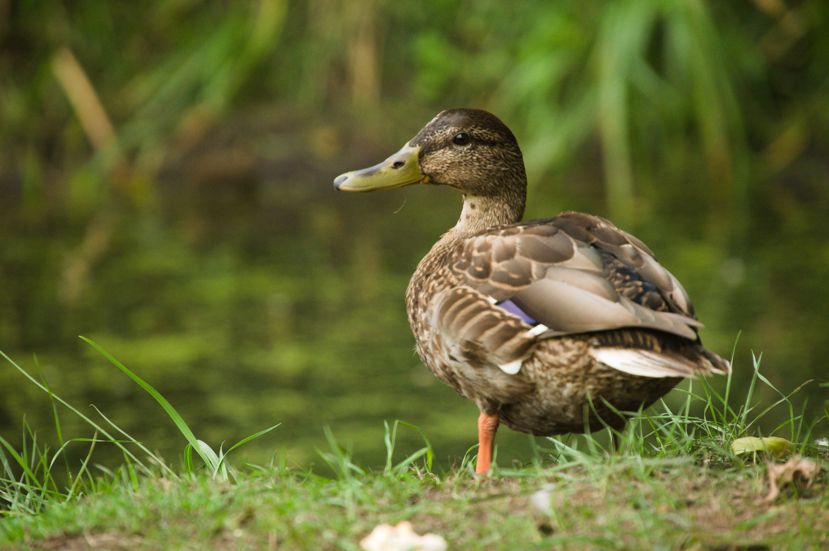 Die freundliche Ente aus der Nachbarschaft. Foto & Bild | natur, tiere ...