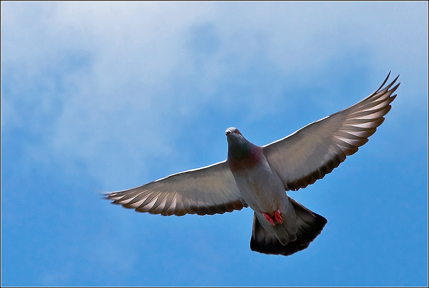 Die Friedenstaube ... Foto & Bild | tiere, wildlife, wild lebende vögel ...