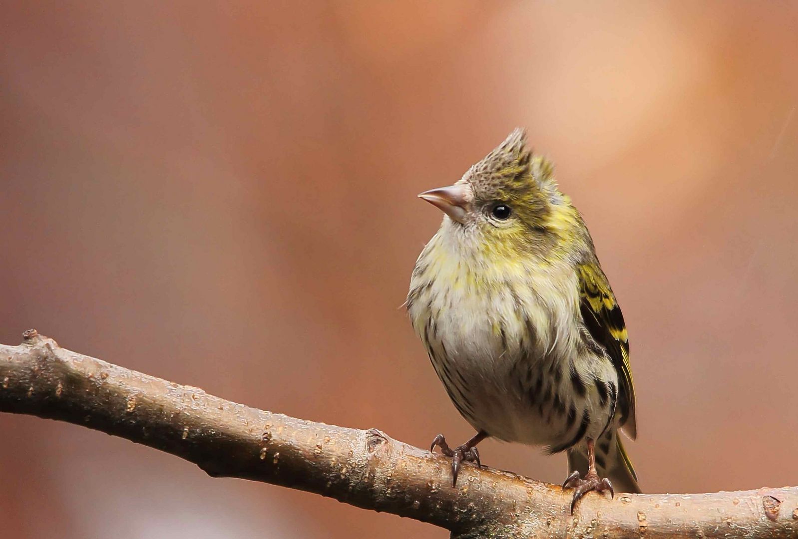 Die Frisur Foto & Bild | tiere, wildlife, wild lebende vögel Bilder auf ...