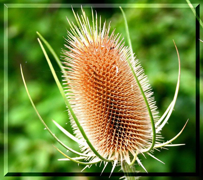 Die Frucht der Distel Foto & Bild | pflanzen, pilze & flechten, blüten ...