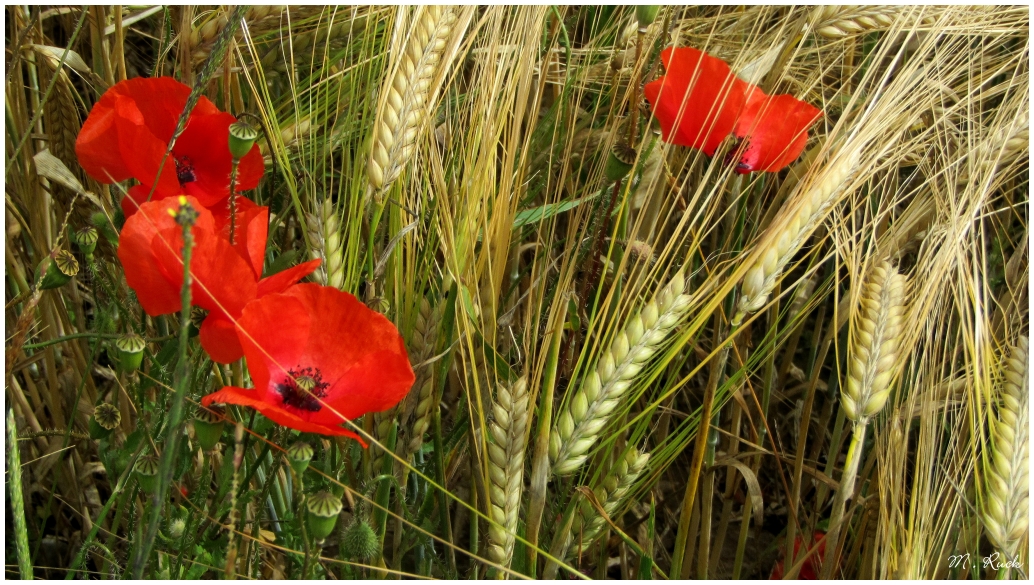 Die Frucht wächst heran , Foto & Bild | pflanzen, pilze & flechten ...