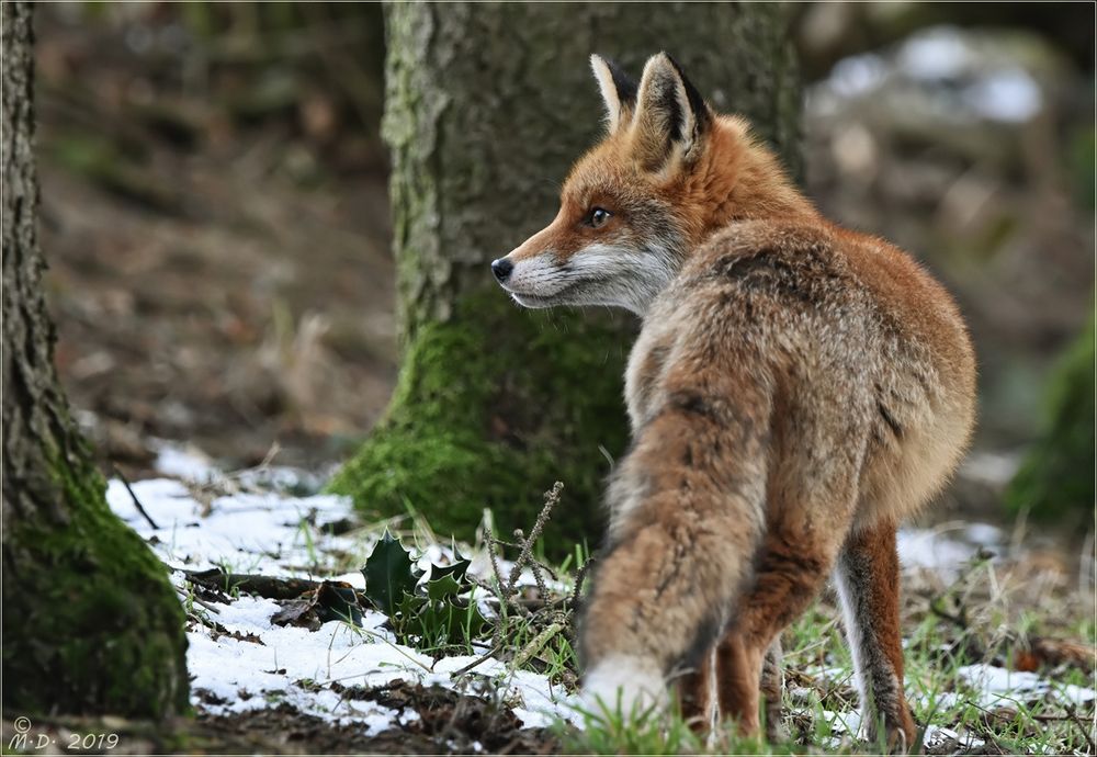Die Fuchsfähe ... Foto & Bild | natur, tiere, wildlife Bilder auf fotocommunity