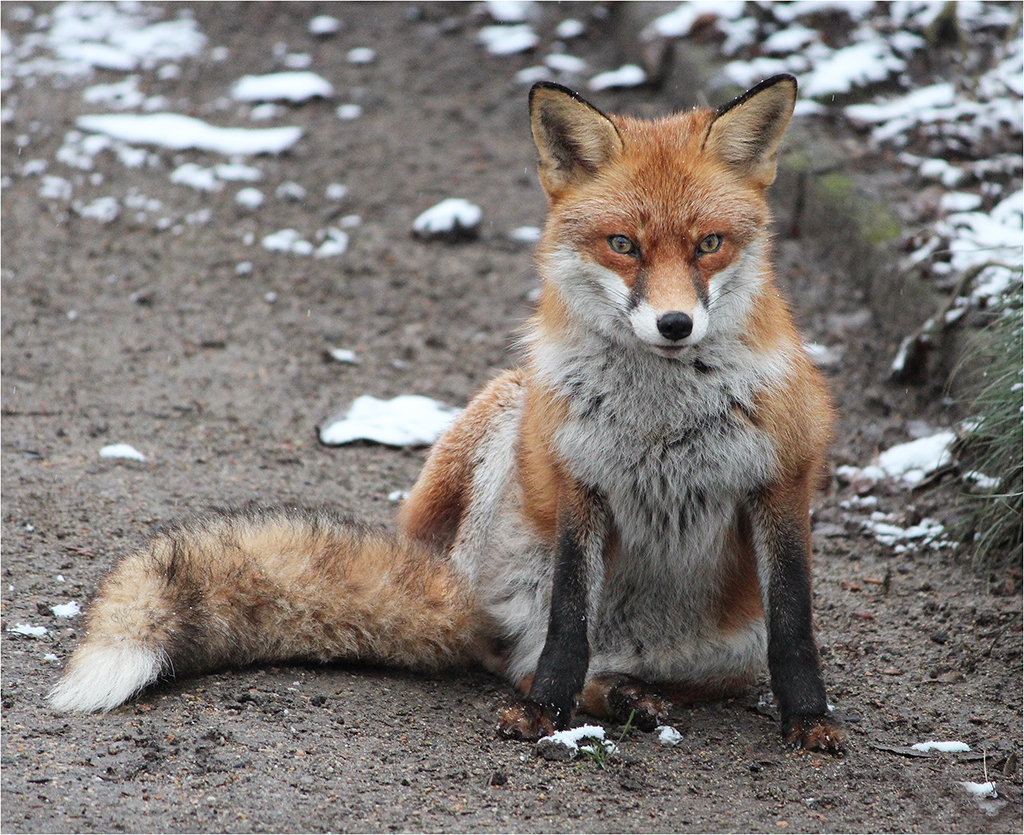 ...die Füchsin Foto & Bild | tiere, wildlife, säugetiere Bilder auf ...