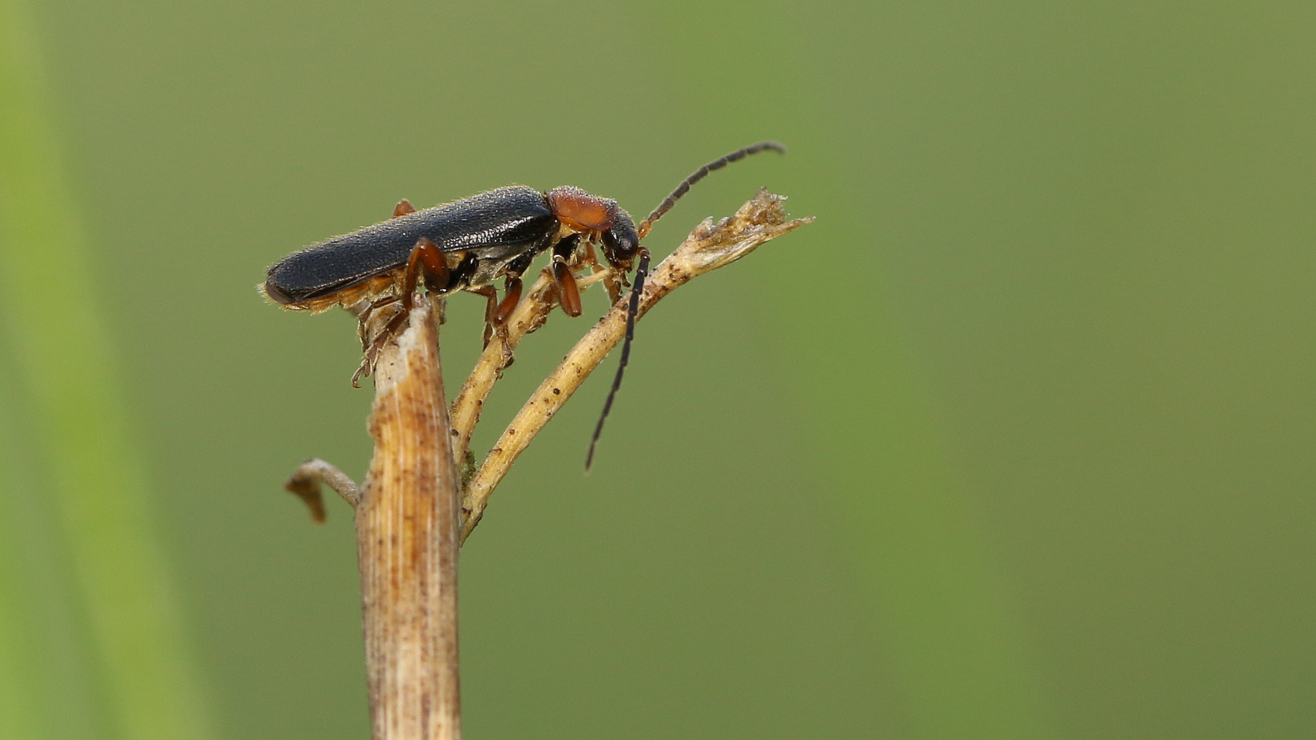 Die Fühler... Foto & Bild | tiere, wildlife, insekten Bilder auf ...