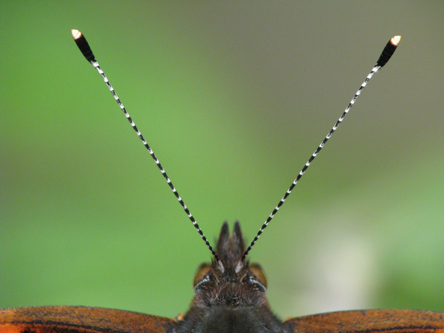 die Fühler ausstrecken Foto & Bild | tiere, tierdetails, natur Bilder ...