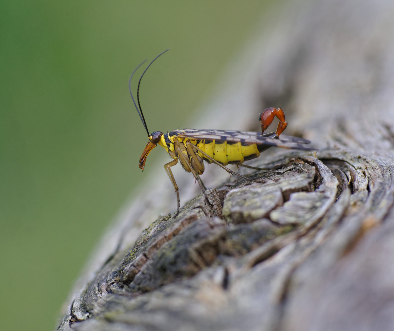 Die Fühler im Wind Foto & Bild | tiere, wildlife, insekten Bilder auf ...