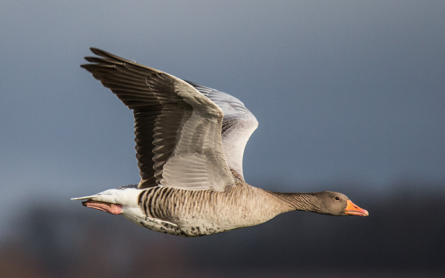 Die Gänse.. Foto & Bild | tiere, wildlife, wild lebende vögel Bilder ...