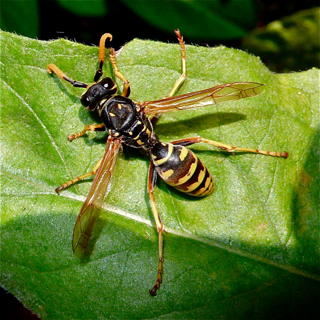 Die Gallische Feldwespe - Polistes dominulus Foto & Bild | tiere ...