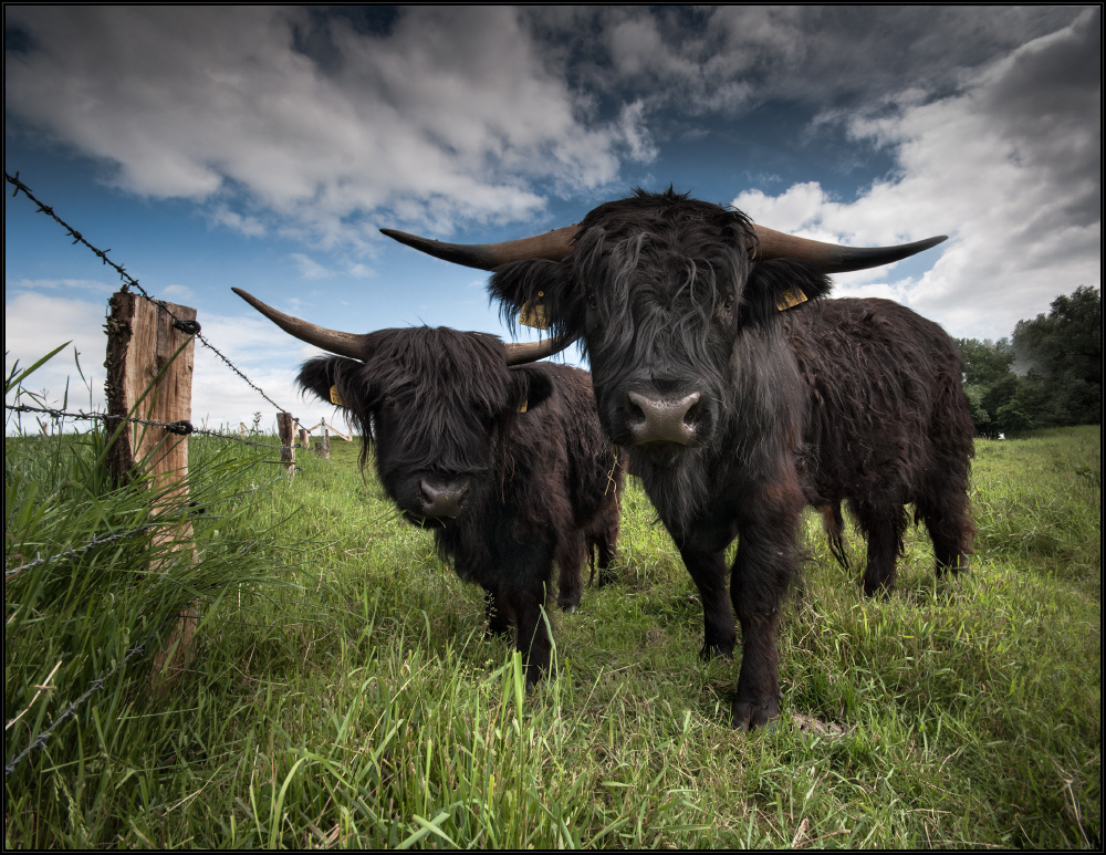die Galloways Foto & Bild | deutschland, europe, niedersachsen Bilder ...