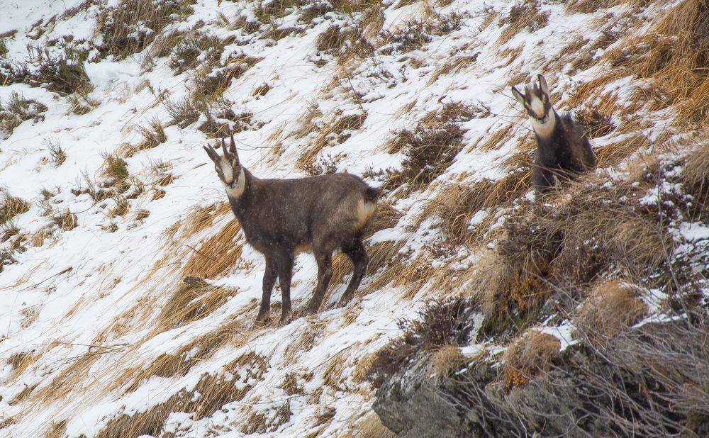 Die Gams mit ihrem Kitz Foto & Bild | tiere, tierkinder, flora und ...