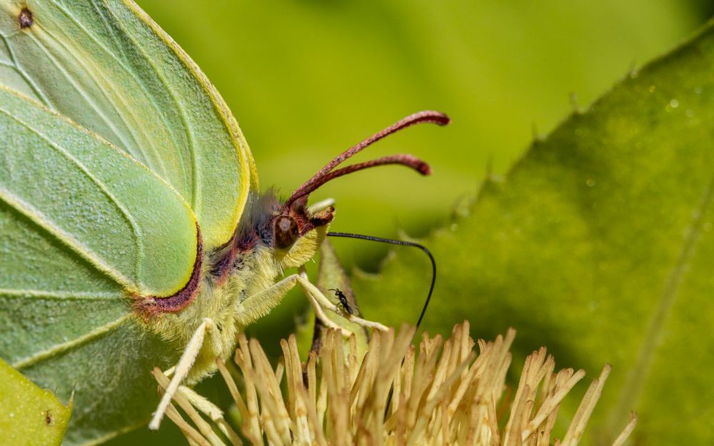 die ganz kleinen Insekten.. Foto & Bild | tiere, wildlife ...