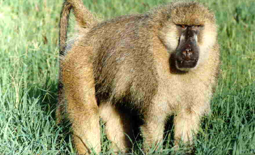 Die Gattung der Paviane (Papio) .... Foto & Bild | tiere, wildlife ...