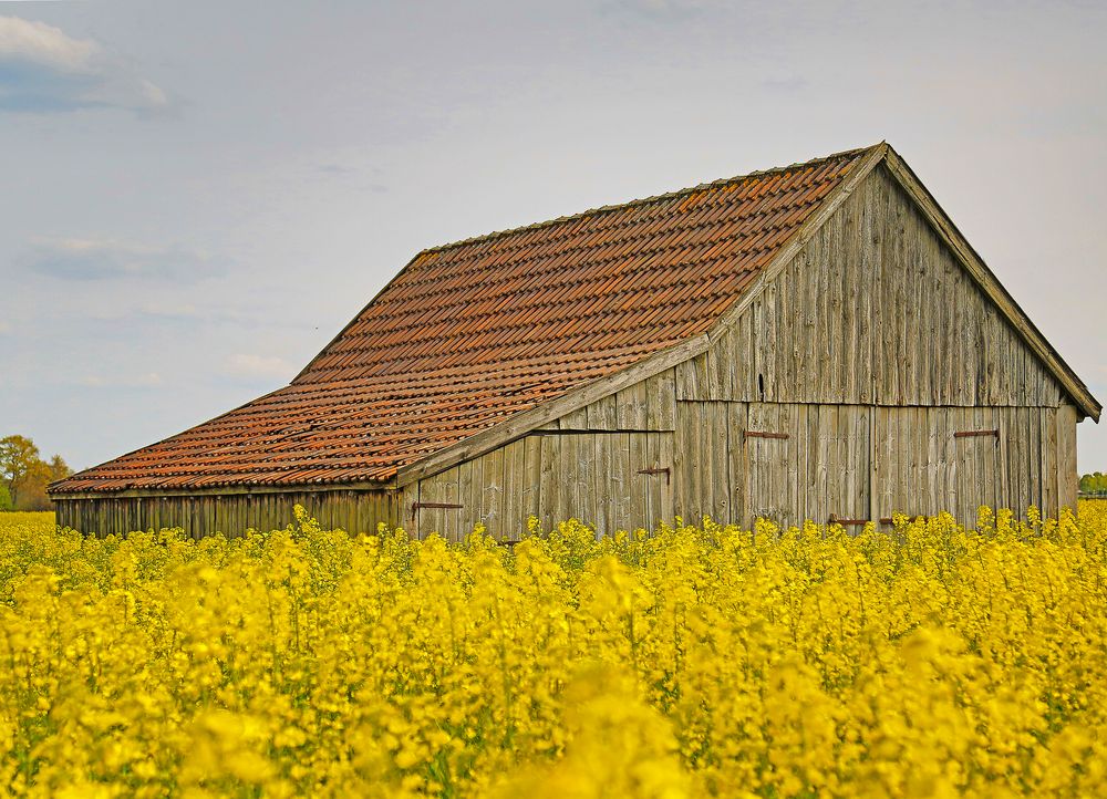 Die Geest in Yellow Foto & Bild | landschaft, kulturlandschaften ...