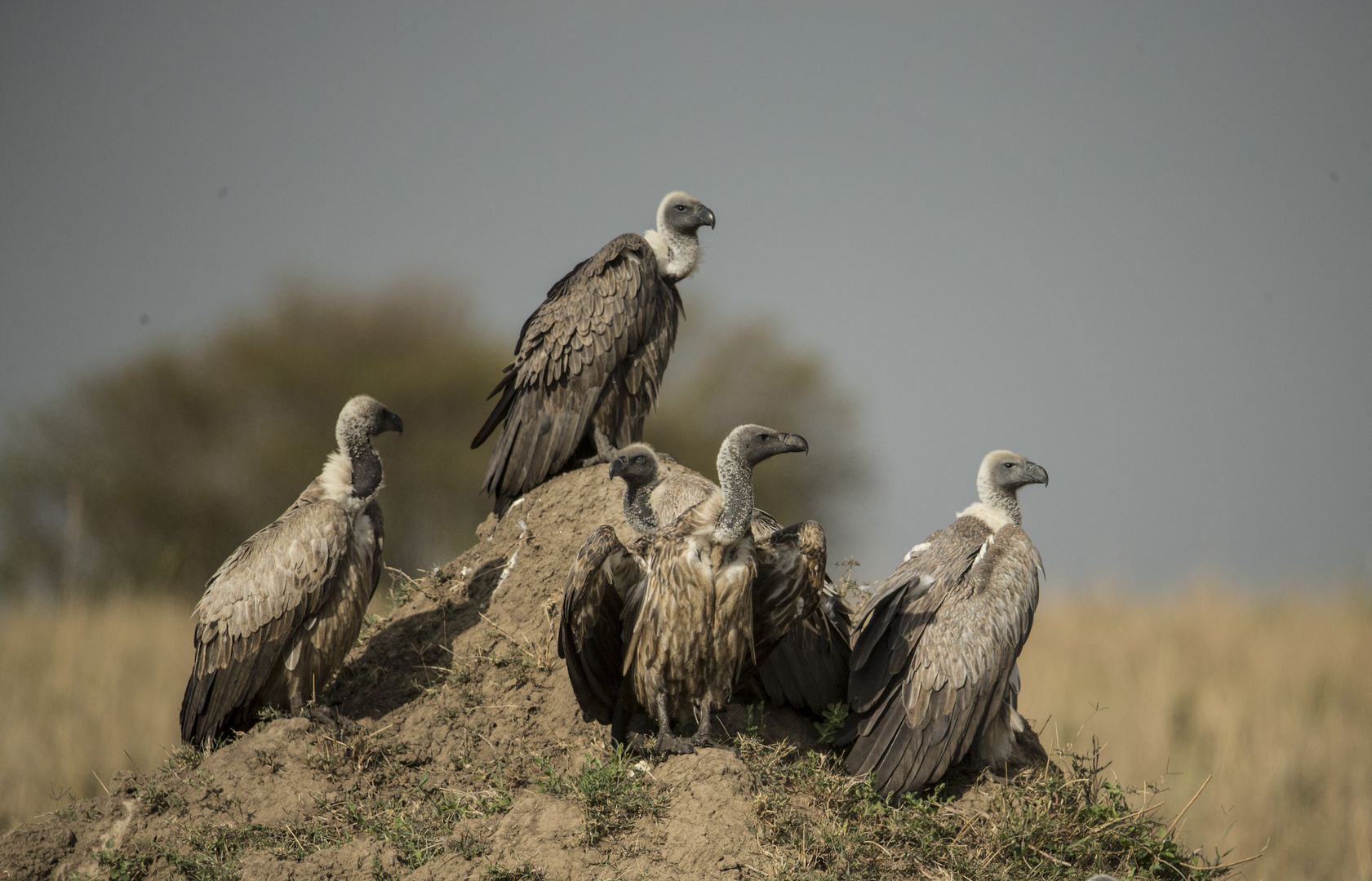 Die Geier beobachten Foto & Bild | tiere, wildlife, wild lebende vögel ...