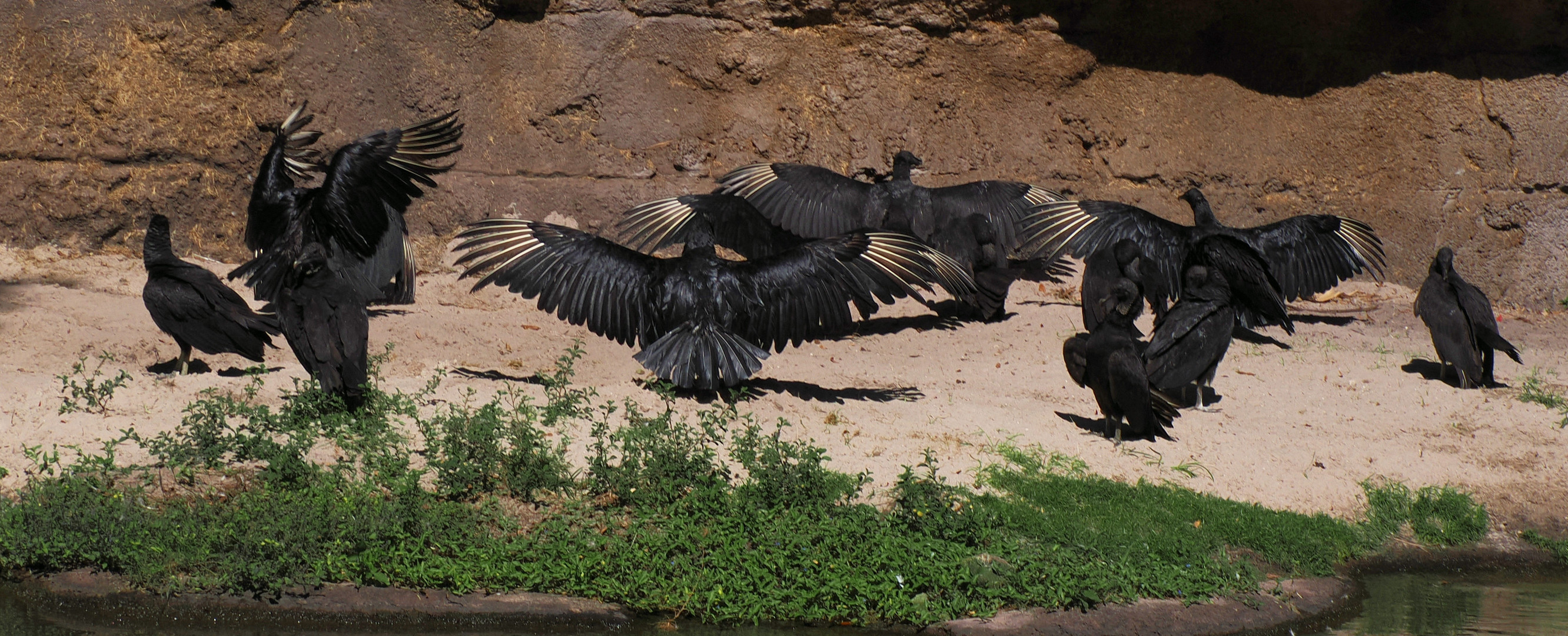 Die Geier genießen die Sonne …. Foto & Bild | spezial, sonne, natur ...