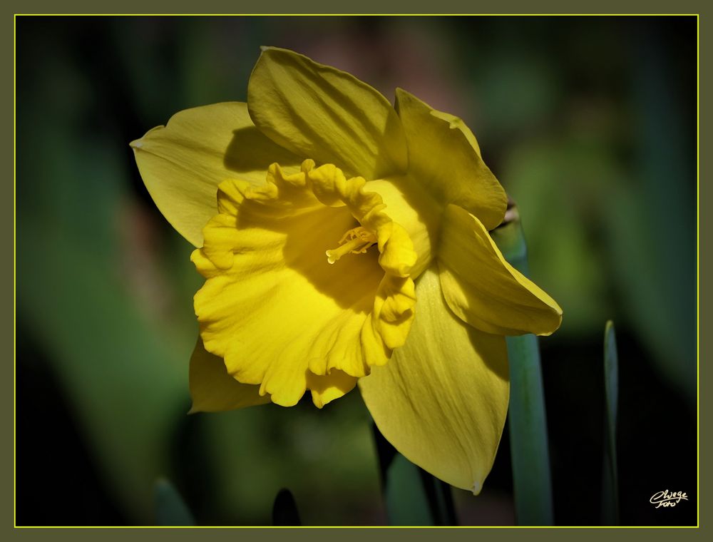 Die gelbe Narzisse... Foto & Bild | gelb, natur, giftig Bilder auf ...