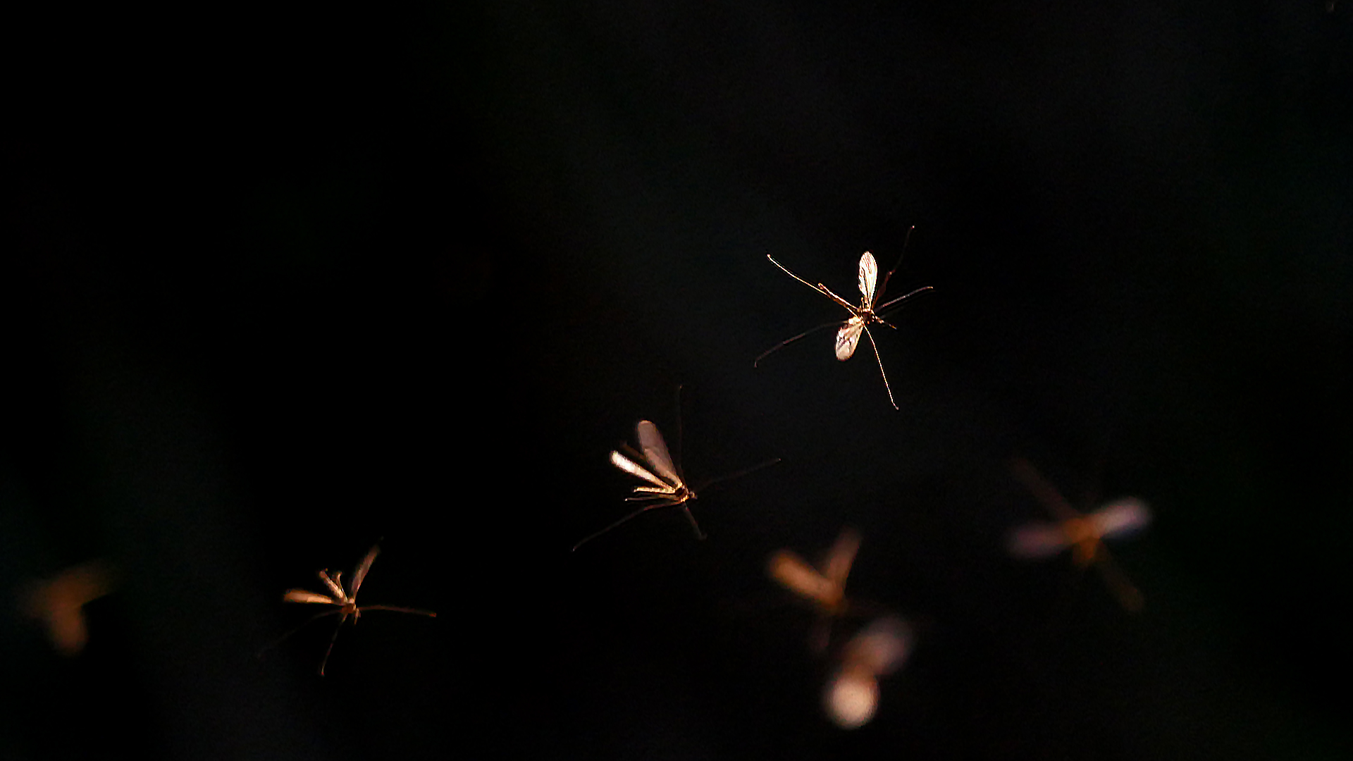 Die Gelse Foto & Bild | tiere, wildlife, insekten Bilder auf fotocommunity