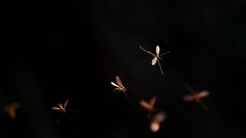 Die Gelse Foto & Bild | tiere, wildlife, insekten Bilder auf fotocommunity