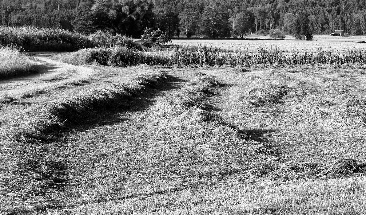 Die gemahdte Wies´n und das Heu Foto & Bild | wald, moose, bayern ...