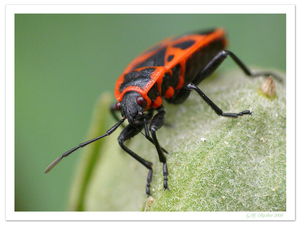 Die Gemeine Feuerwanze Foto & Bild | natur-makros, natur-kreativ ...