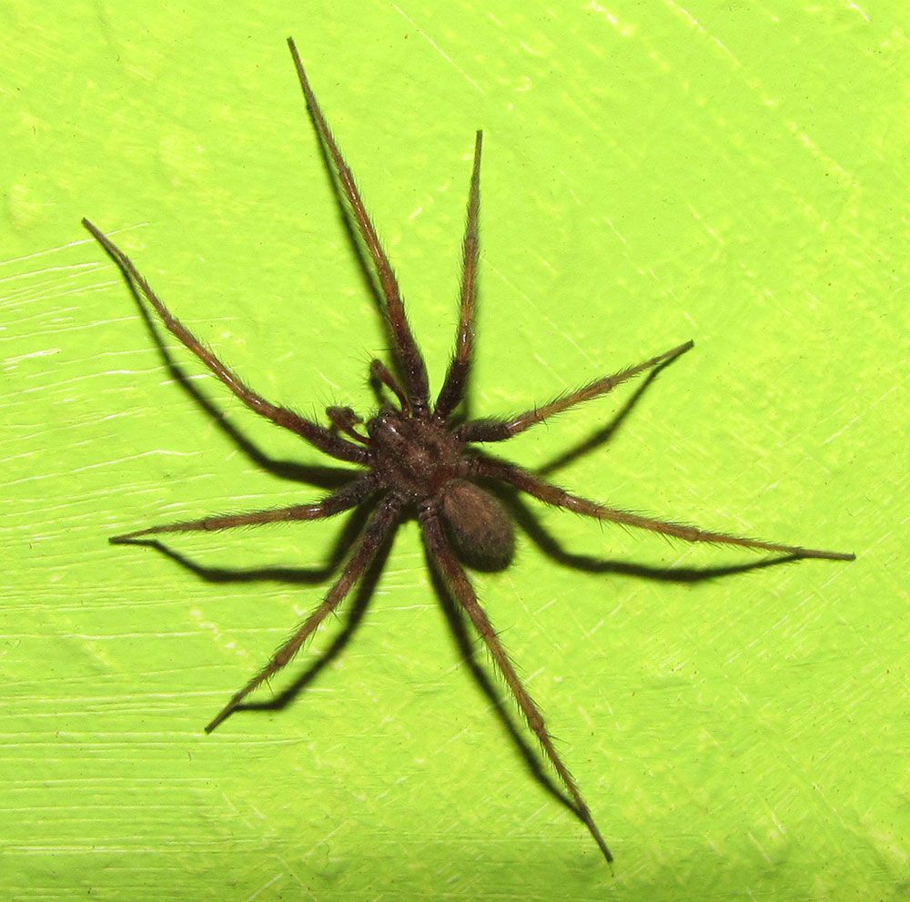 die gemeine Hausspinne Foto & Bild | tiere, wildlife, spinnen Bilder ...