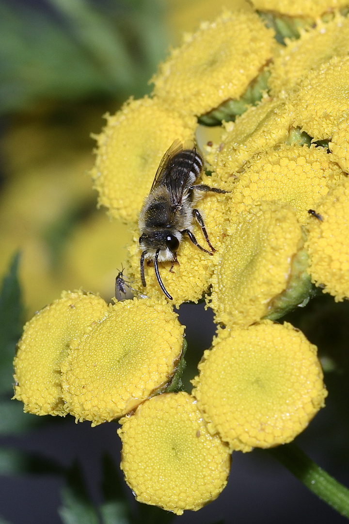 Die Gemeine Seidenbiene (Colletes daviesanus) I Foto & Bild | natur ...
