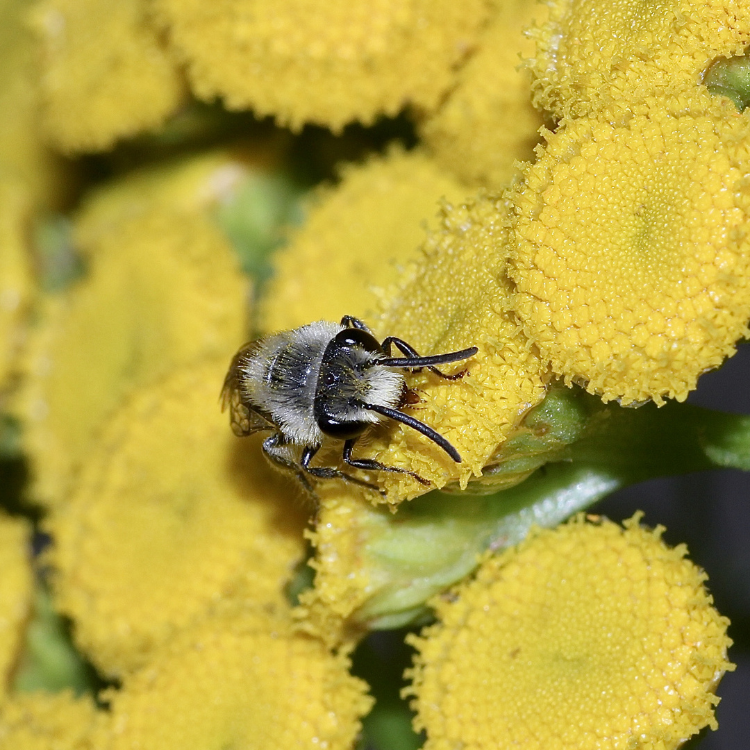Die Gemeine Seidenbiene (Colletes daviesanus) III Foto & Bild | natur ...