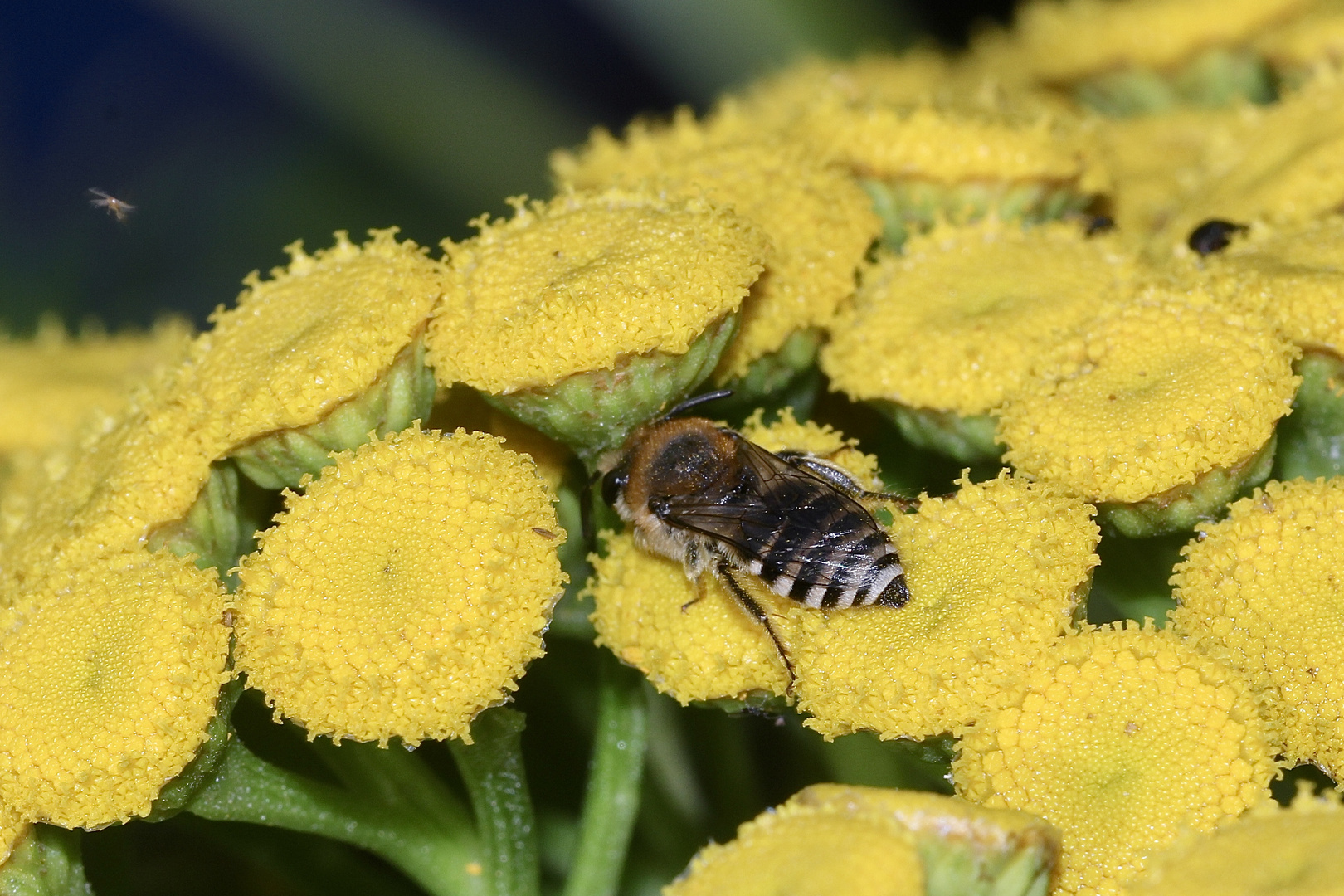 Die Gemeine Seidenbiene (Colletes daviesanus) V Foto & Bild | natur ...