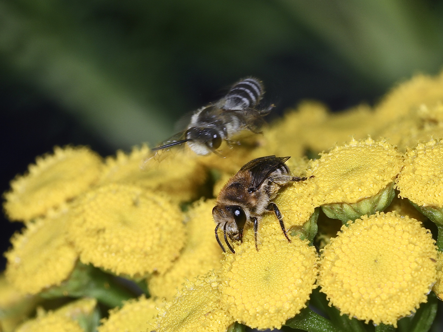 Die Gemeine Seidenbiene (Colletes daviesanus) VII Foto & Bild | natur ...
