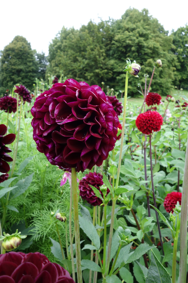 die Georgine Foto & Bild | natur, pflanzen Bilder auf fotocommunity