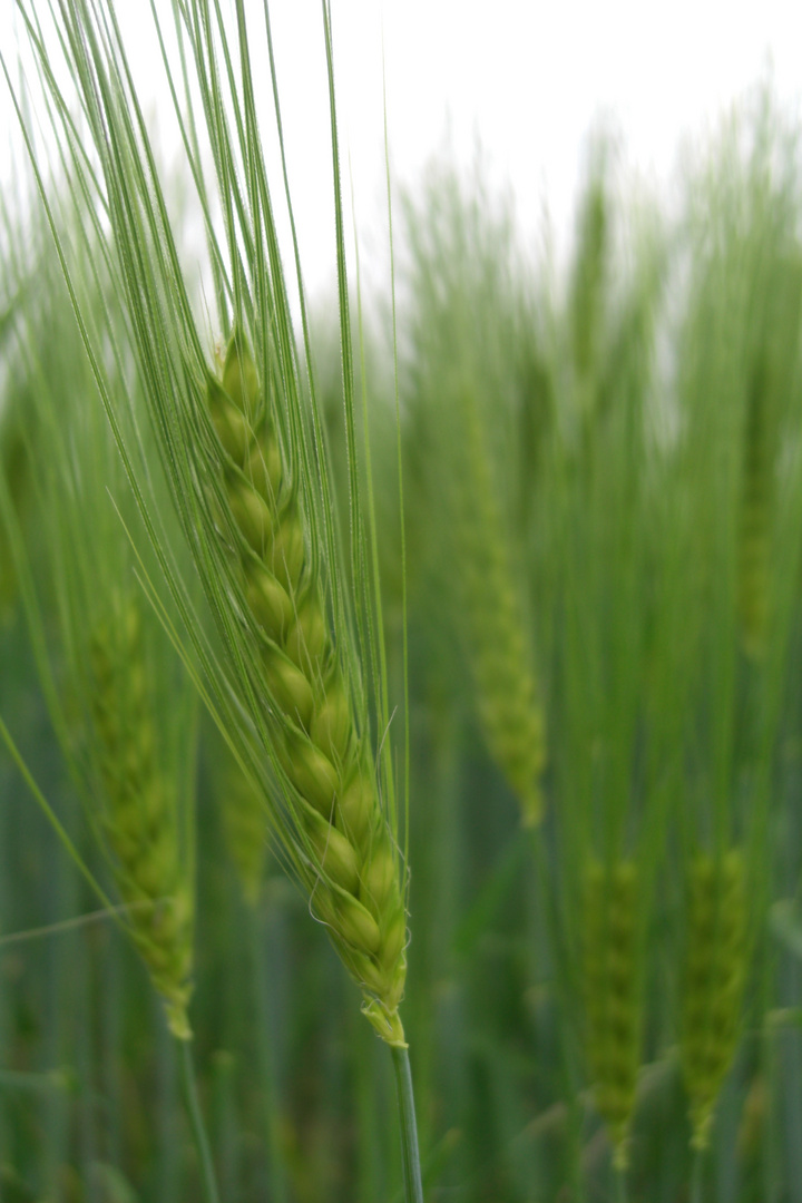 Die Gerste Foto & Bild | jahreszeiten, natur, frühling Bilder auf ...