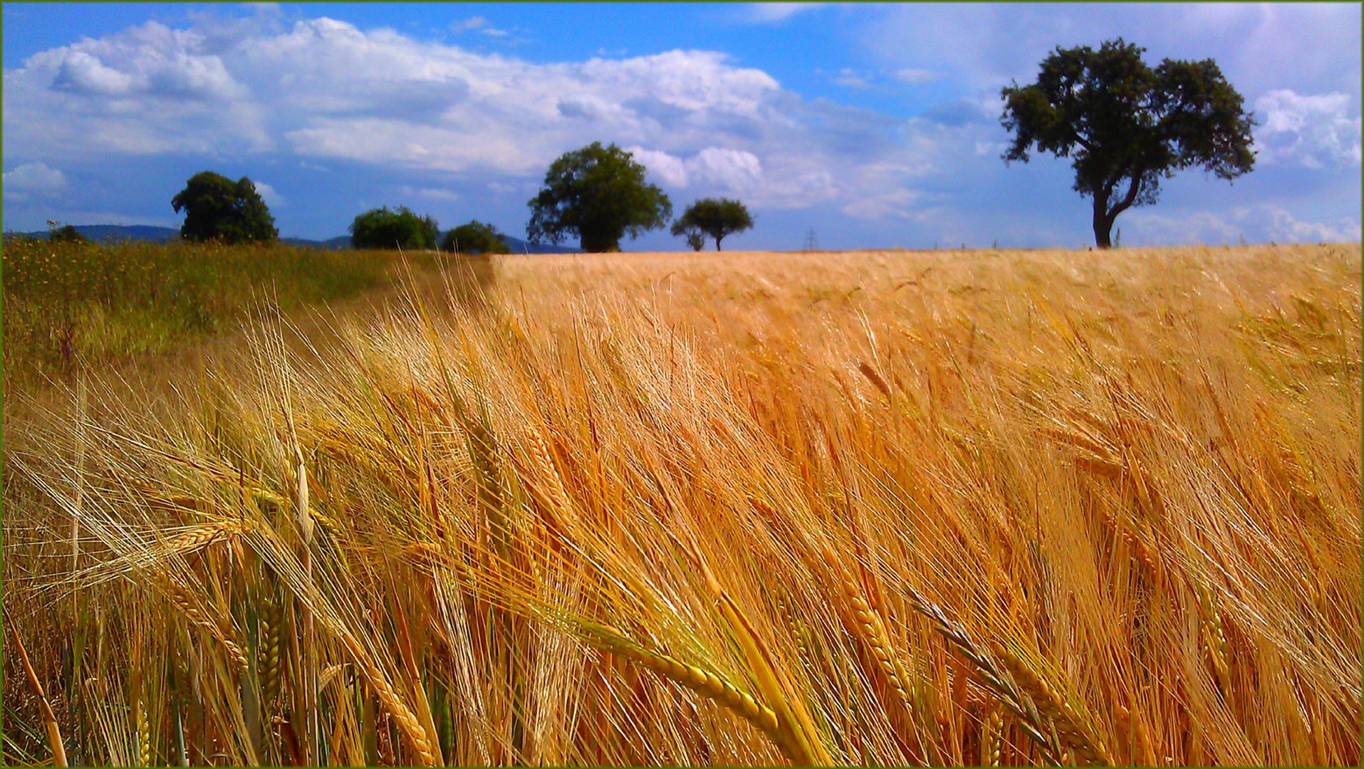 Die-Gerste-ist-reif- Foto & Bild | pflanzen, pilze & flechten ...