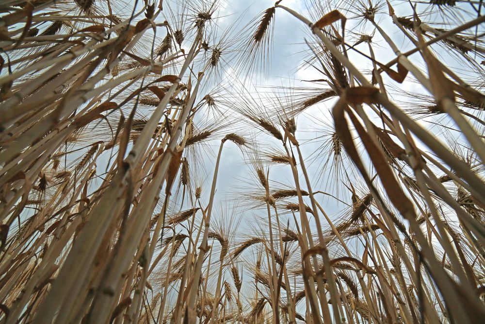 Die GERSTE spricht... Foto & Bild | wolken, himmel, felder Bilder auf ...