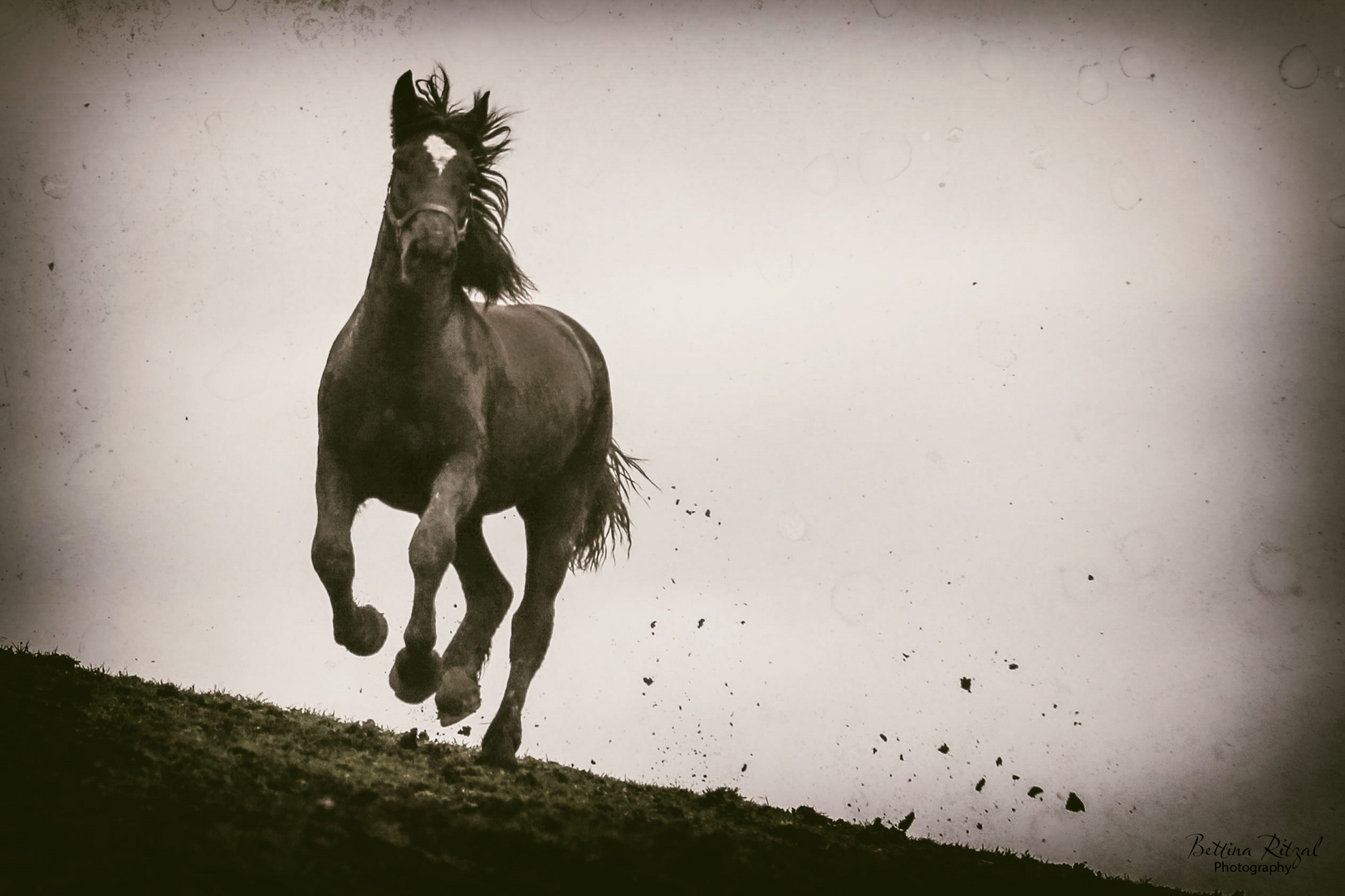 Die Geschichte von Henry geht weiter Foto & Bild | tiere, pferd ...