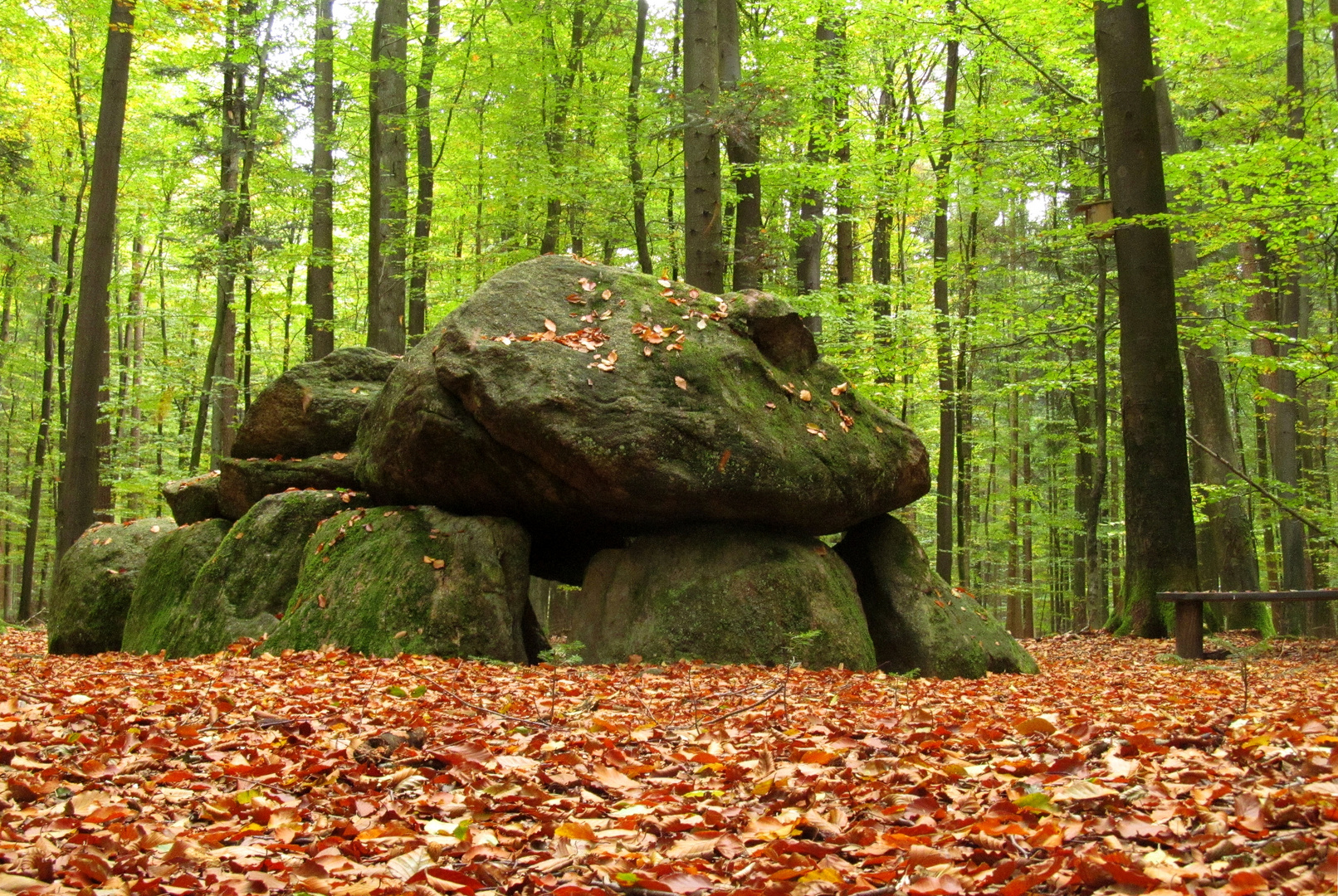 die geschlossene Frontansicht .... Foto & Bild | wald, tannen, bäume ...