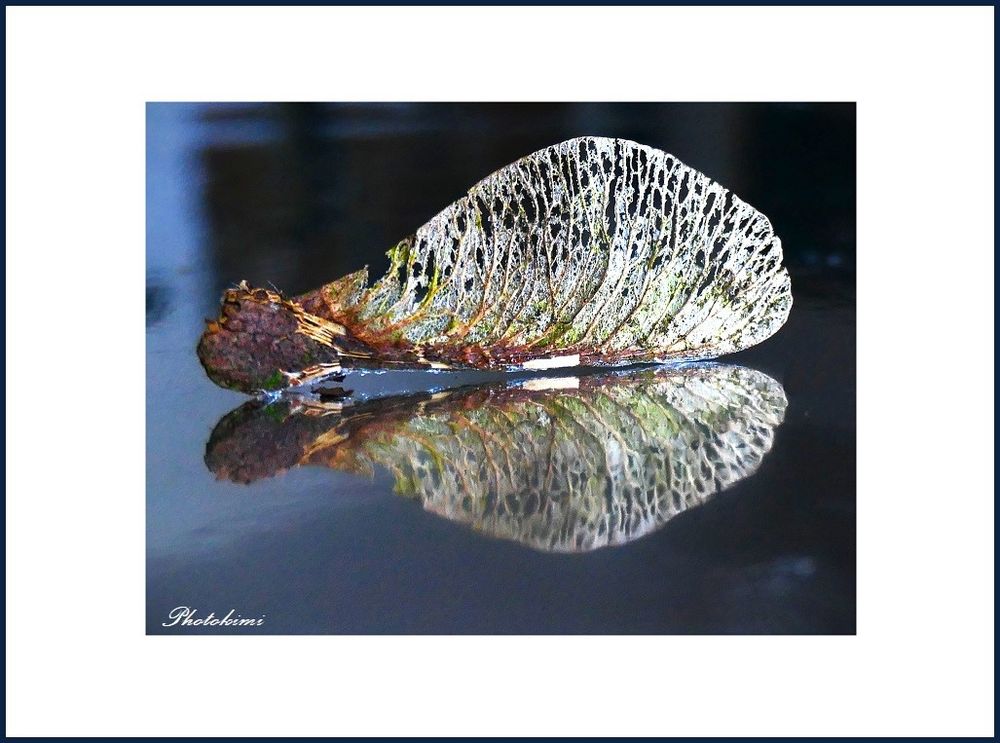 Die gespiegelte Ader Foto & Bild | spezial, bäume, natur Bilder auf ...