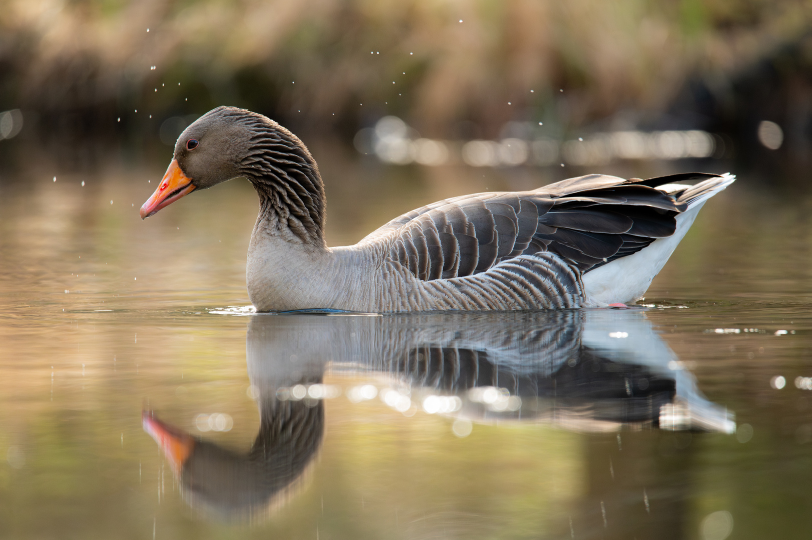 Die gespiegelte Gans Foto & Bild | tiere, wildlife, wild lebende vögel Bilder auf fotocommunity