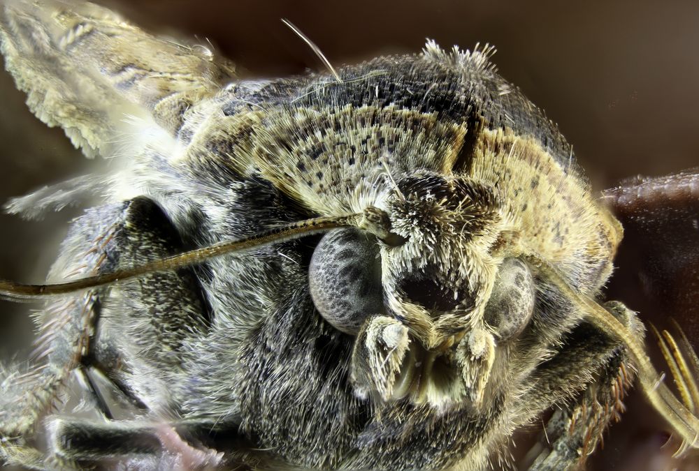 Die gestackte Motte Foto & Bild | natur-makros, natur-kreativ ...